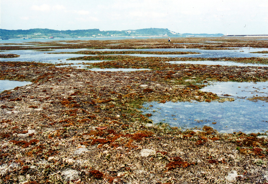 Awase Tidal Flat Area under Threats Photos Room