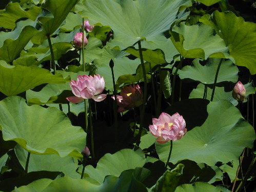 Ohga Hasu (a lotus flower)