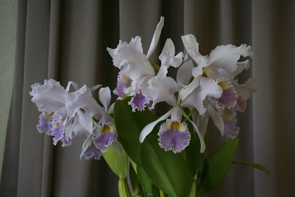 C. Dupreana coerulea