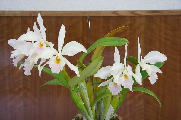 Exhibitor:Hisashi Nakazawa