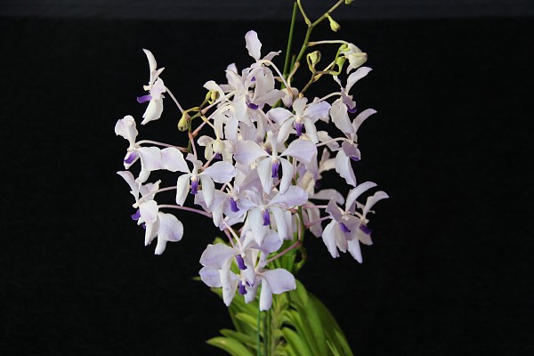 出品者：麻原利夫