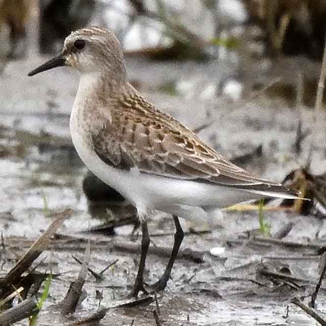 Western Sandpiper
