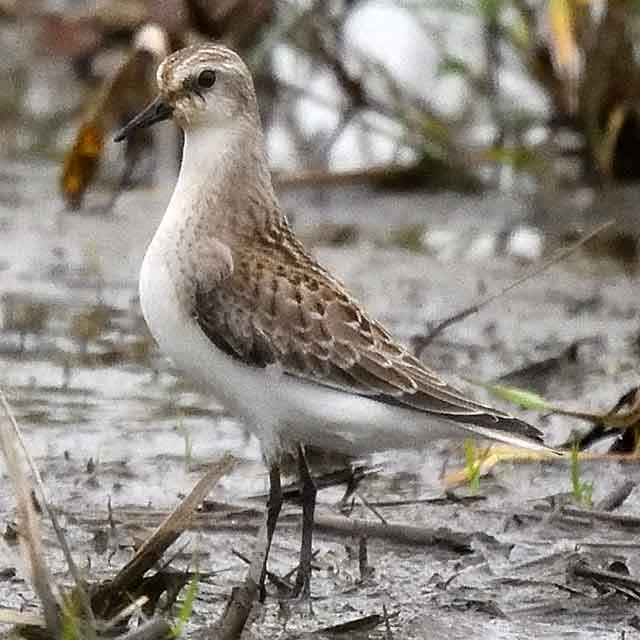 Western Sandpiper
