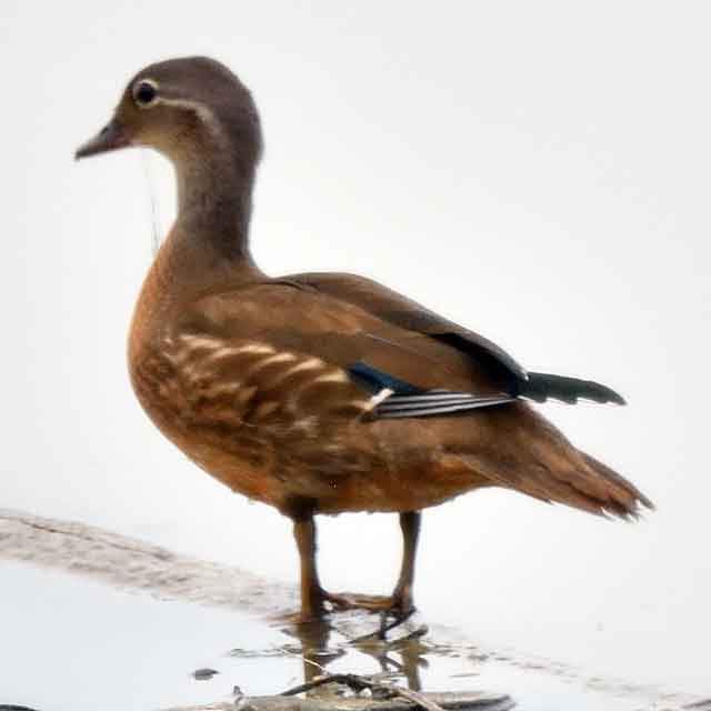 Mandarin Dduck ♂eclipse