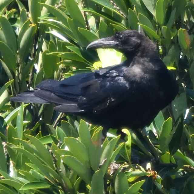 Collared Crow