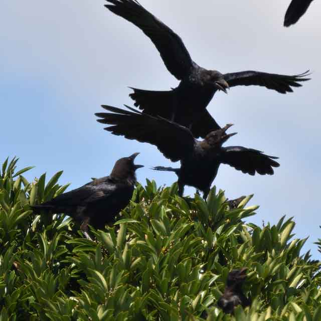 Collared Crow