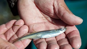 Environmental Health News (EHN) 2020年10月19日 ホルモン模倣化学物質 今、魚を害し、後で暴露していない ...