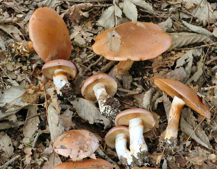 Cortinarius variecolor