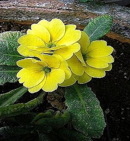 FancyMoves - jQuery product slider with FancyBox built in ...